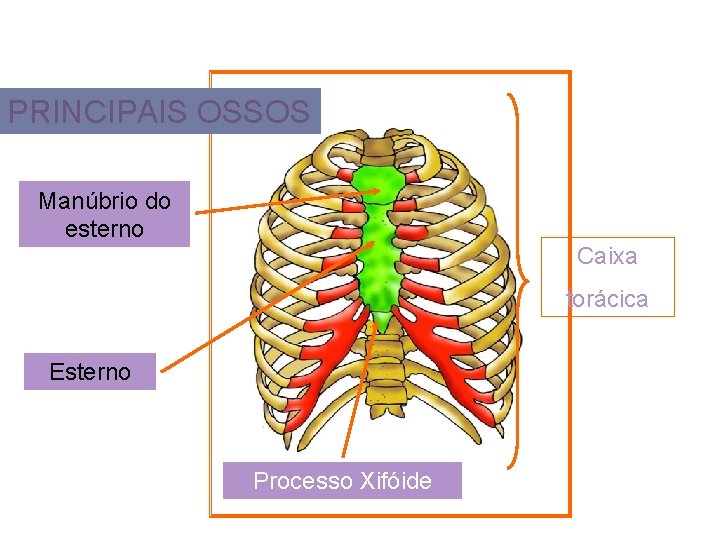 Sistema esqueltico DIVISO DO CORPO HUMANO CABEA PESCOO