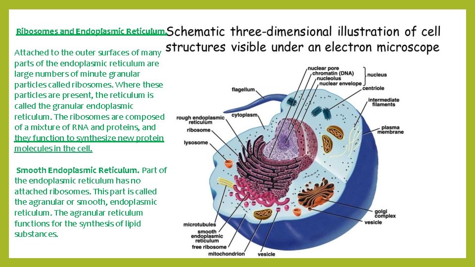 INTRODUCTION TO HUMAN PHYSIOLOGY Abdallah Wasel Hattab Human
