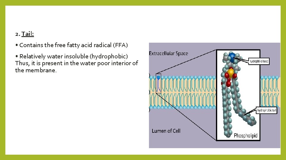 INTRODUCTION TO HUMAN PHYSIOLOGY Abdallah Wasel Hattab Human