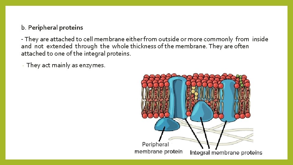 INTRODUCTION TO HUMAN PHYSIOLOGY Abdallah Wasel Hattab Human