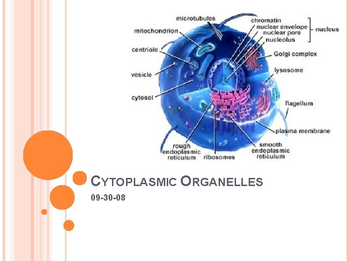 CYTOPLASMIC ORGANELLES 09 30 08 CYTOPLASMIC ORGANELLES The