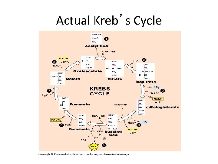Pre AP Biology Cellular Respiration 3 2 Part