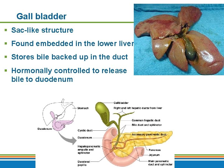 Functions of the Digestive System Food breakdown as