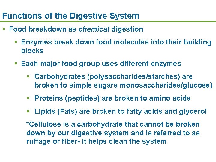 Functions of the Digestive System Food breakdown as