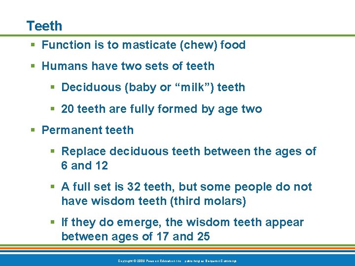 Functions of the Digestive System Food breakdown as