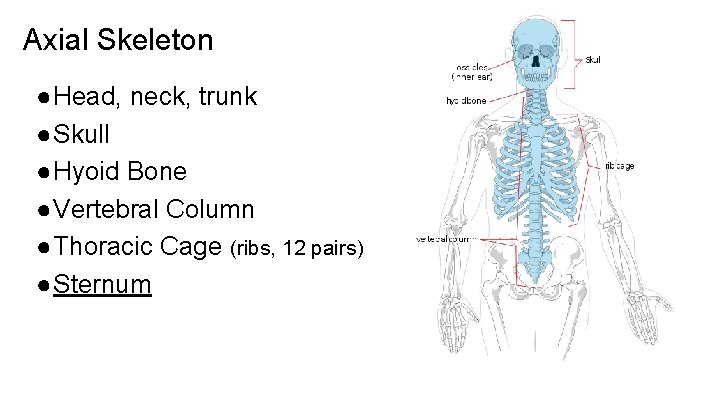 THE SKELETAL SYSTEM Functions of the Skeletal System