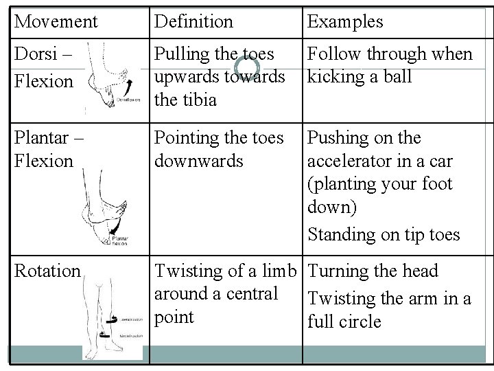 Joint Movements Lesson 4 Students can copy down