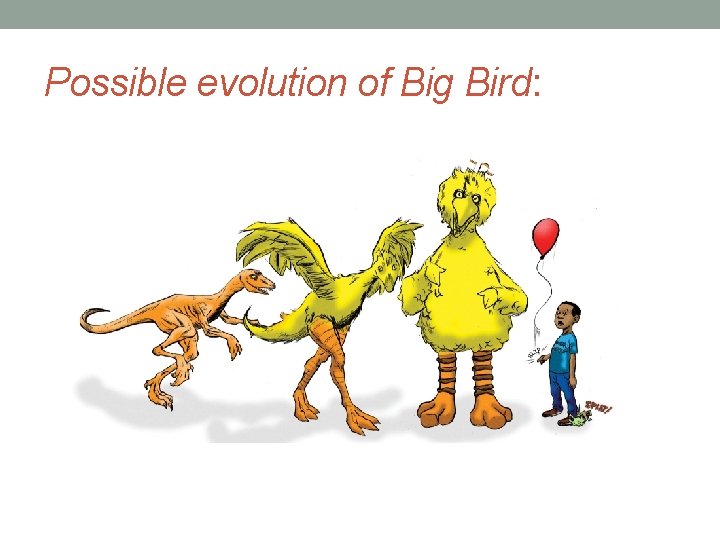 Possible Evolution of Modern Aves birds Source http