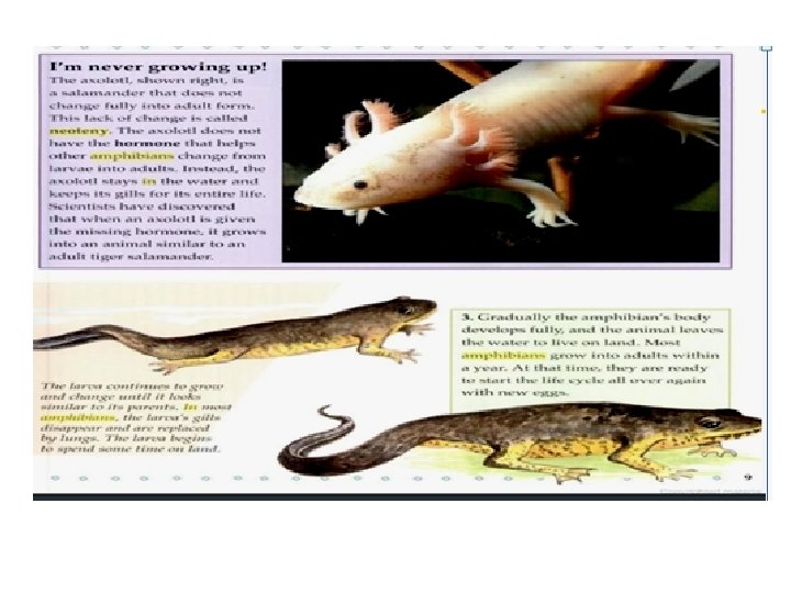 Amphibians Classification and characters Orders Subclass Stegocephalia ...
