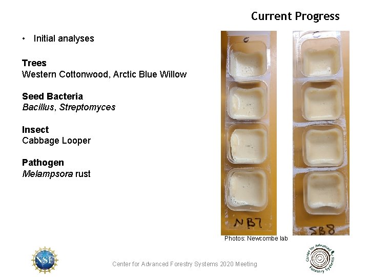Progress Report Seed bacteria from poplars and pines