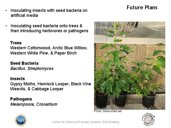 Progress Report Seed bacteria from poplars and pines