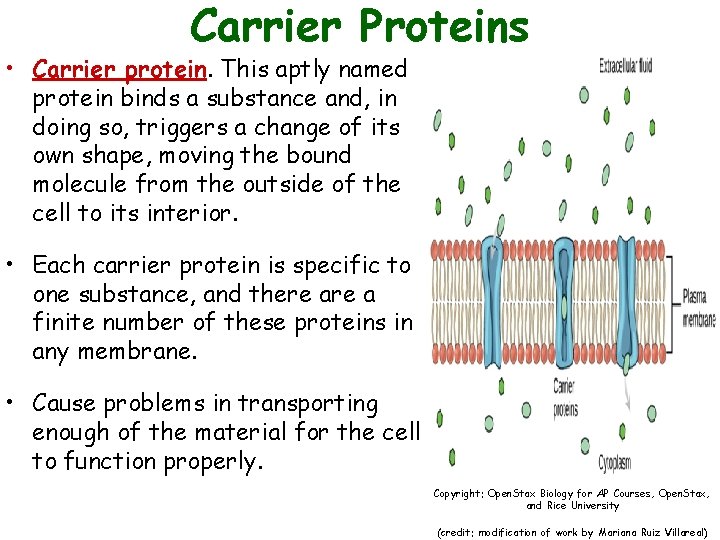 Human Biology BIOL 104 Talk Three Cells and