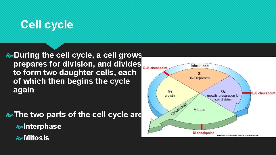 Cell Division Book Chapter 10 Essential Questions What