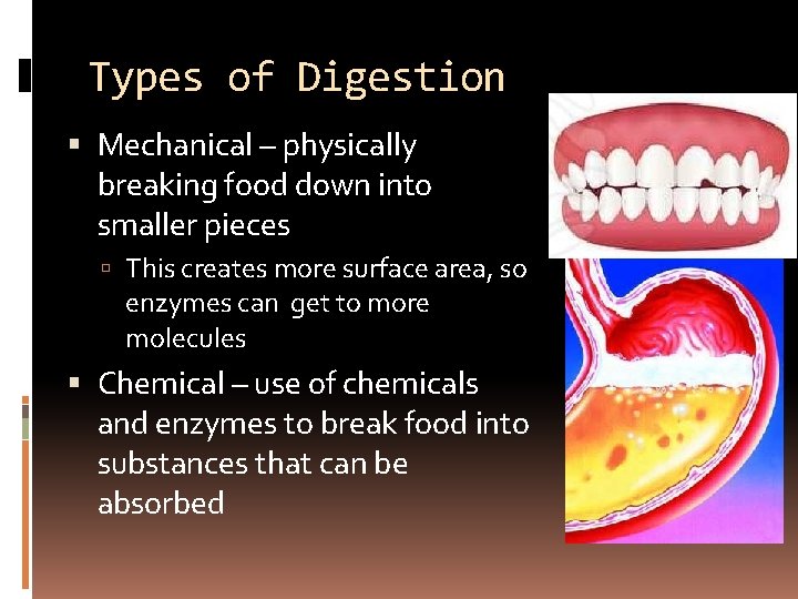 Foods journey through the DIGESTIVE SYSTEM Digestion breaks