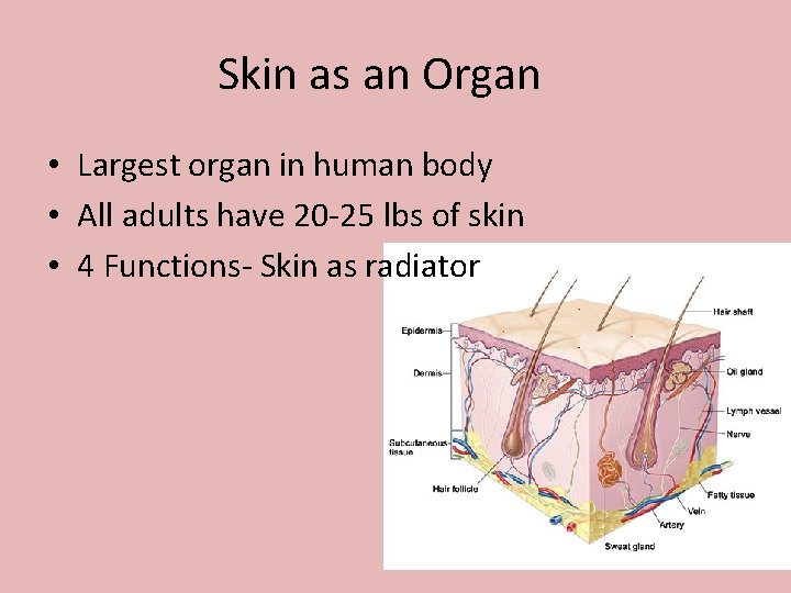 Integumentary System Skin as an Organ Largest organ