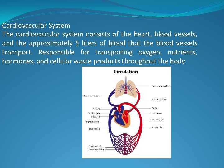Cardiovascular System The cardiovascular system consists of the