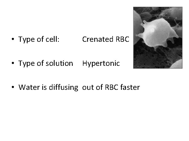 Eyepiece Body Nosepiece Objective Lens high Objective Lens