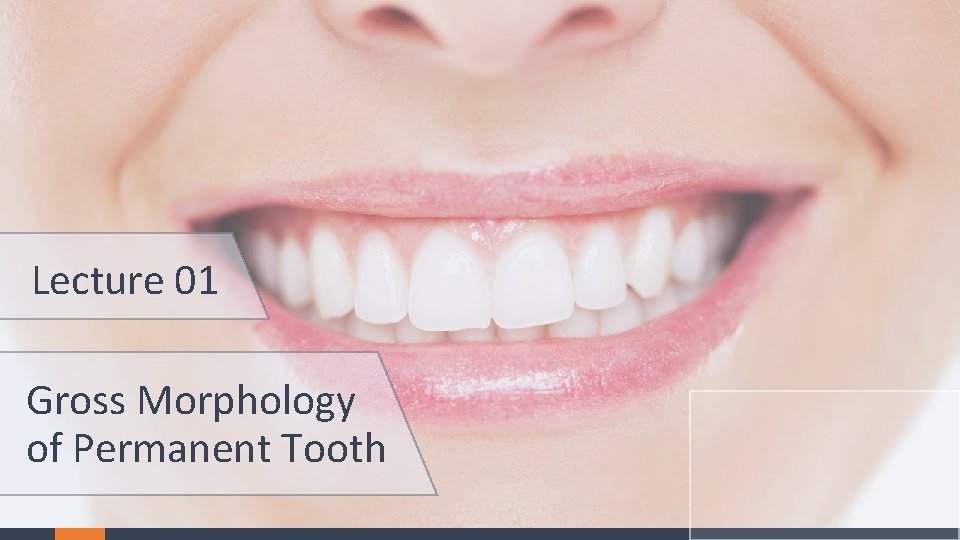 Gross Morphology of Permanent Tooth DR SUMAIYA SHARMIN