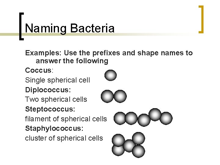 Bacterial Cells Chapter 19 1 Bacterial Cells n