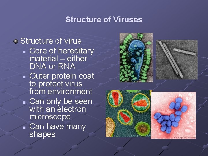 Bacteria and Viruses Prokaryotes single cell organism that
