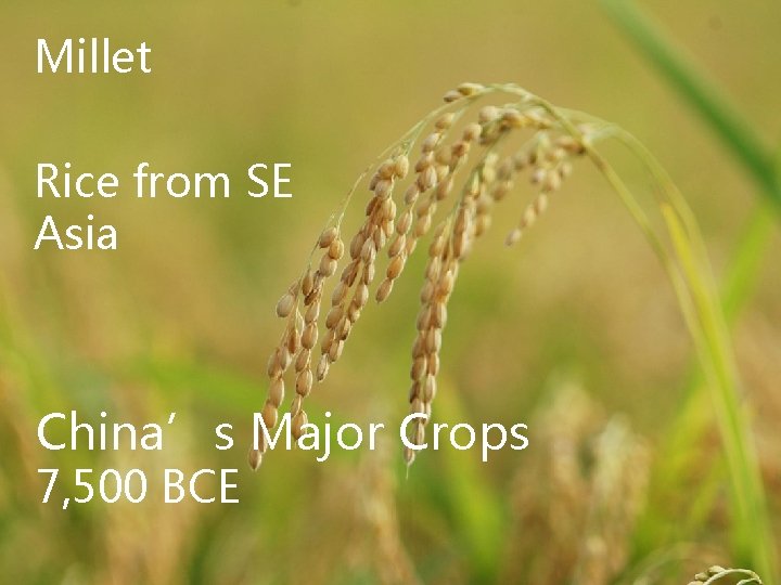 How Agriculture Changed History Why did people become