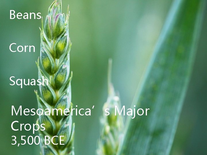 How Agriculture Changed History Why did people become