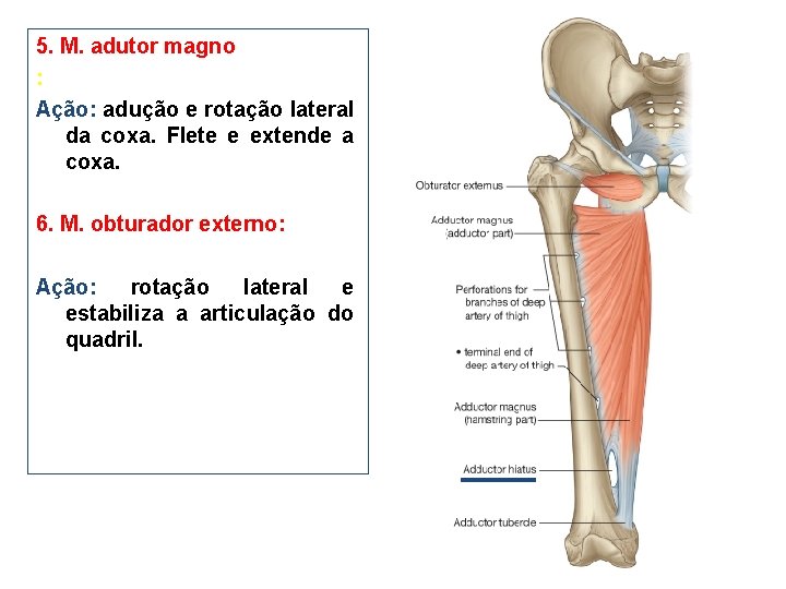 ANATOMIA TOPOGRFICA DOS MEMBROS INFERIORES AULA 2 Msculos