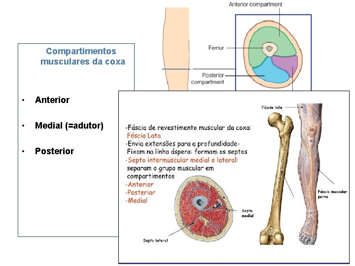 ANATOMIA TOPOGRFICA DOS MEMBROS INFERIORES AULA 2 Msculos