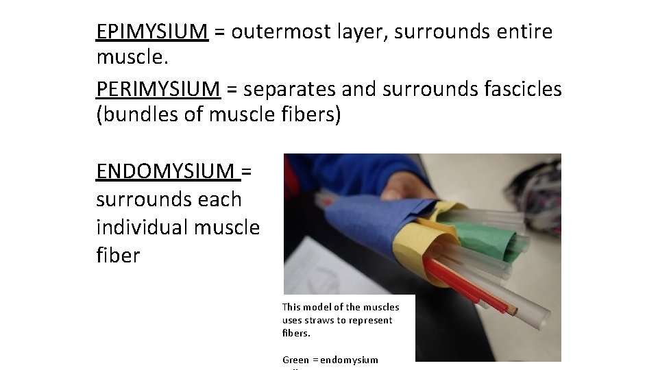 Muscular System Types of Muscle Skeletal striated voluntary