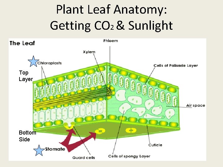 Photosynthesis What is Photosynthesis Its a PROCESS Plants