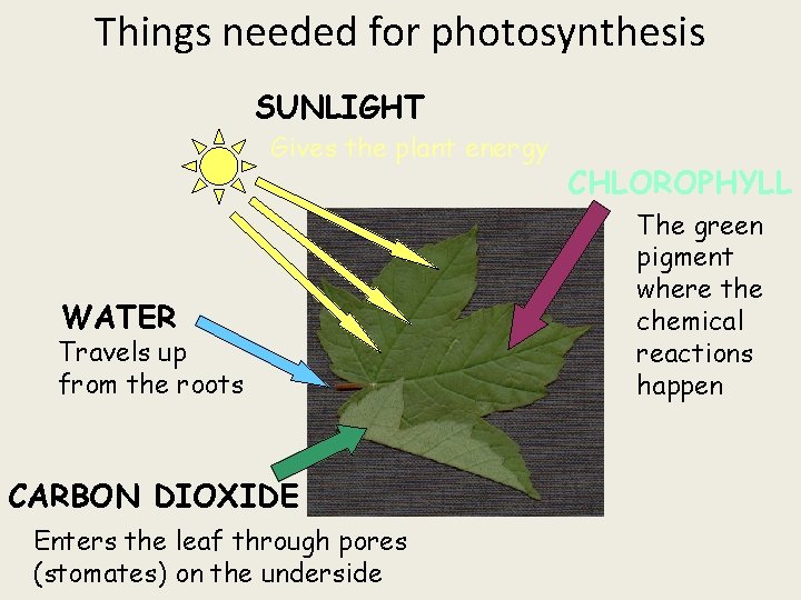 Photosynthesis What is Photosynthesis Its a PROCESS Plants