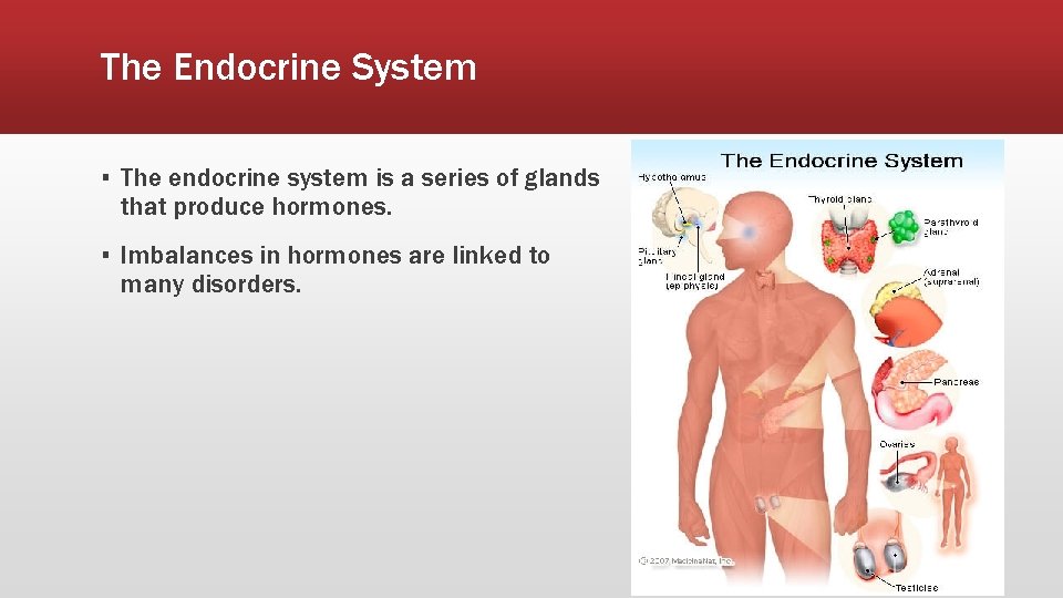 The Endocrine System CHAPTER 3 BIOLOGICAL BASIS OF