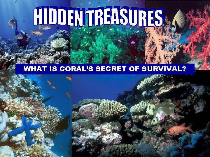 WHAT IS CORALS SECRET OF SURVIVAL AROUND THE