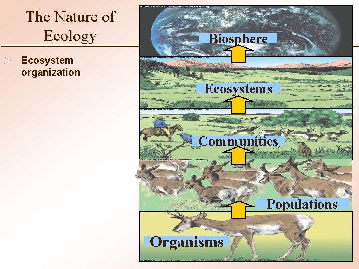 Ecology Ecosystems and Food Webs Chapter 4 Partial