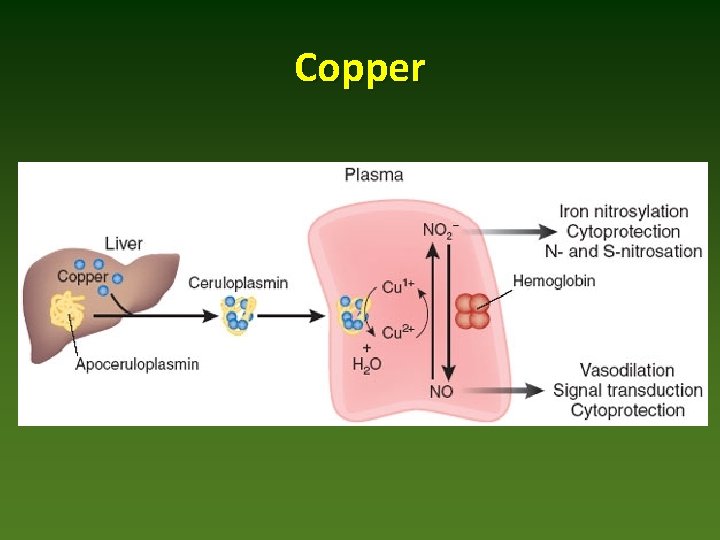 Assessing blood serum copper levels in hair sheep