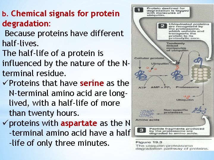 Unlike fats and carbohydrates amino acids are not