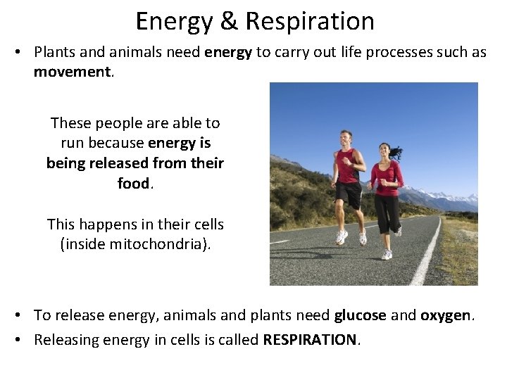 Respiration Part 1 Learning Objectives Learn about why