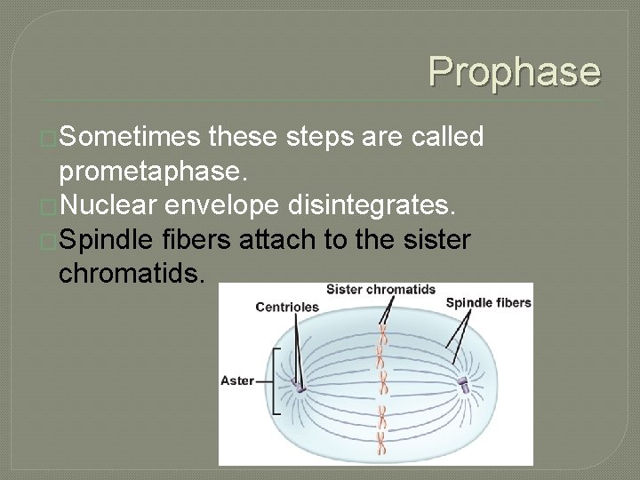 The Cell Cycle and Mitosis The Cell Cycle