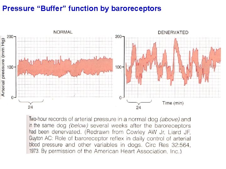 Autonomic Nervous System ANS 3 Autonomic Reflexes 1