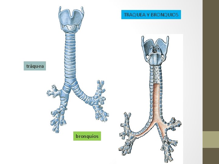Tema 3 Unidad 6 TRAQUEA Y BRONQUIOS Prof