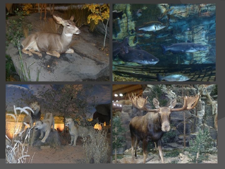 CABELAS by Rayne Everage Introduction of Company Founded