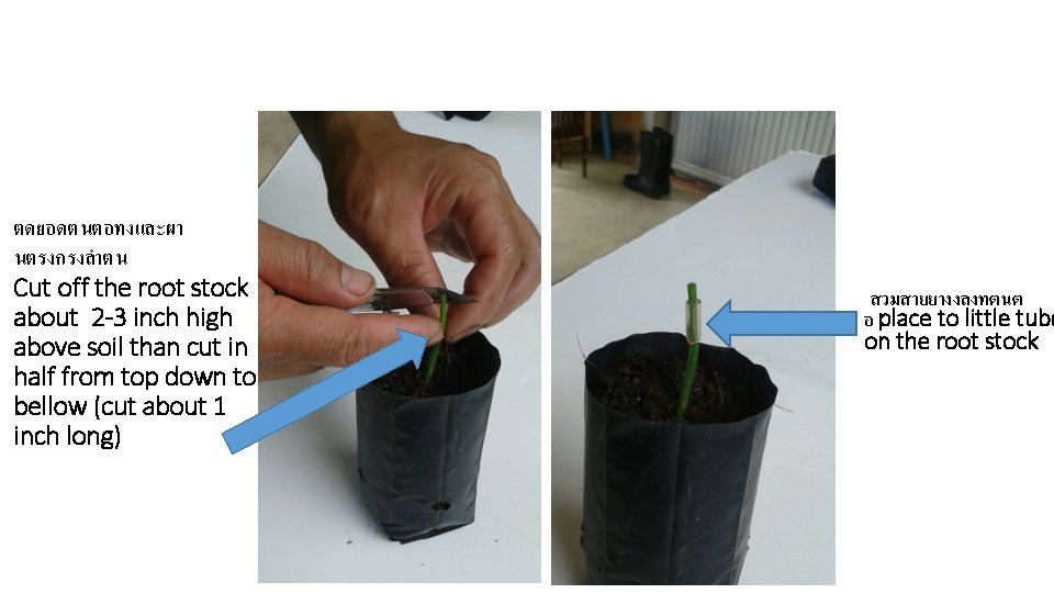 Cut off the root stock about 2 3