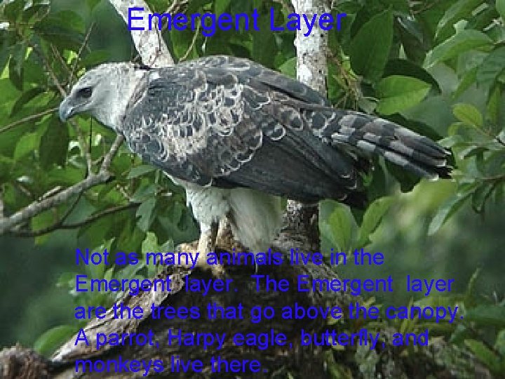 The Amazing Rainforest By Mikayla Curtis Hannah Stolfi