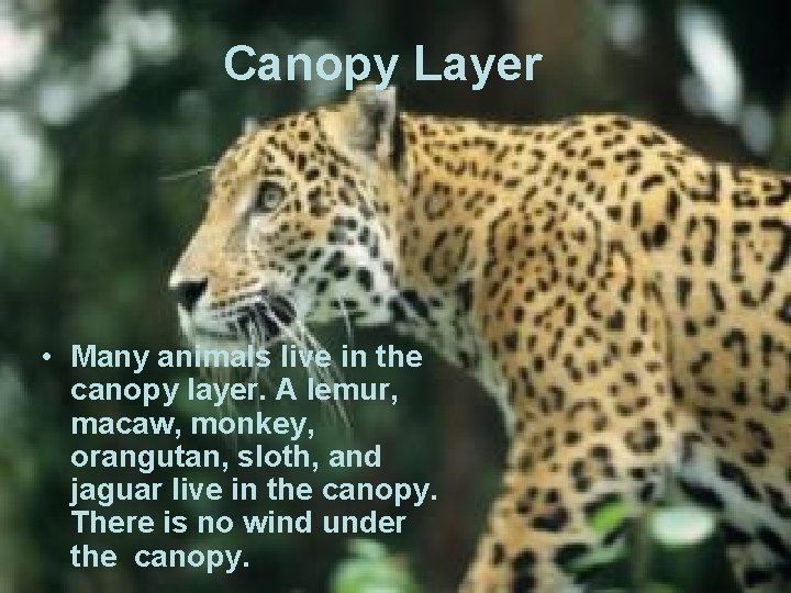 The Amazing Rainforest By Mikayla Curtis Hannah Stolfi