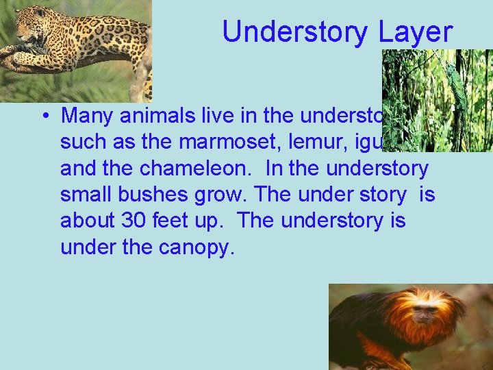 The Amazing Rainforest By Mikayla Curtis Hannah Stolfi