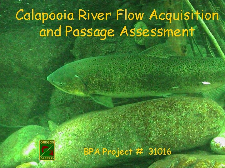 Calapooia River Flow Acquisition and Passage Assessment BPA