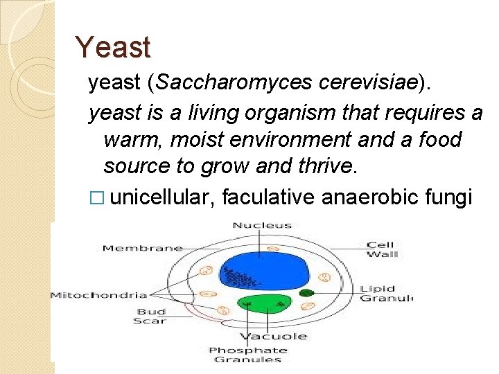 Energy metabolism in yeast What is cellular respiration