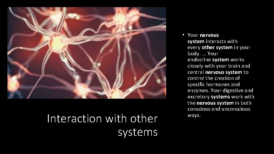 Nervous System By Branson Shaffer Ethan Plum Wyatt