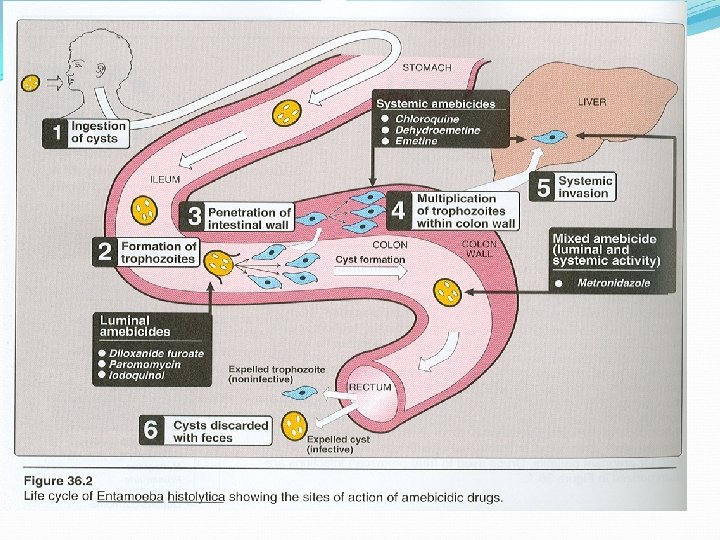 Antiamoebic Drugs AMEBIASIS Amebiasis also called amebic dysentry