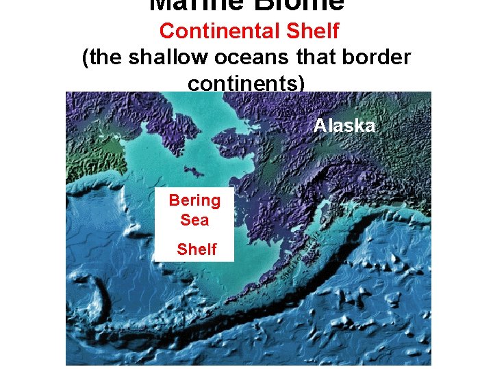 Biomes Chapter 50 The Biosphere is divided into